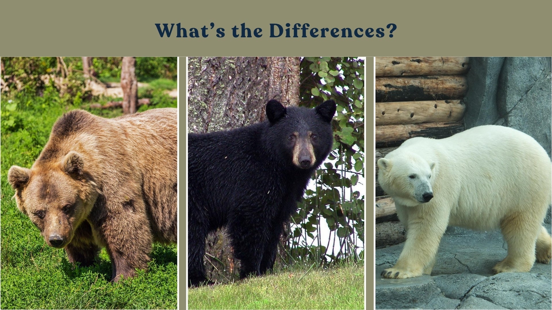 Meet the Bears: Brown Bear, Black Bear and Polar Bear Differences
