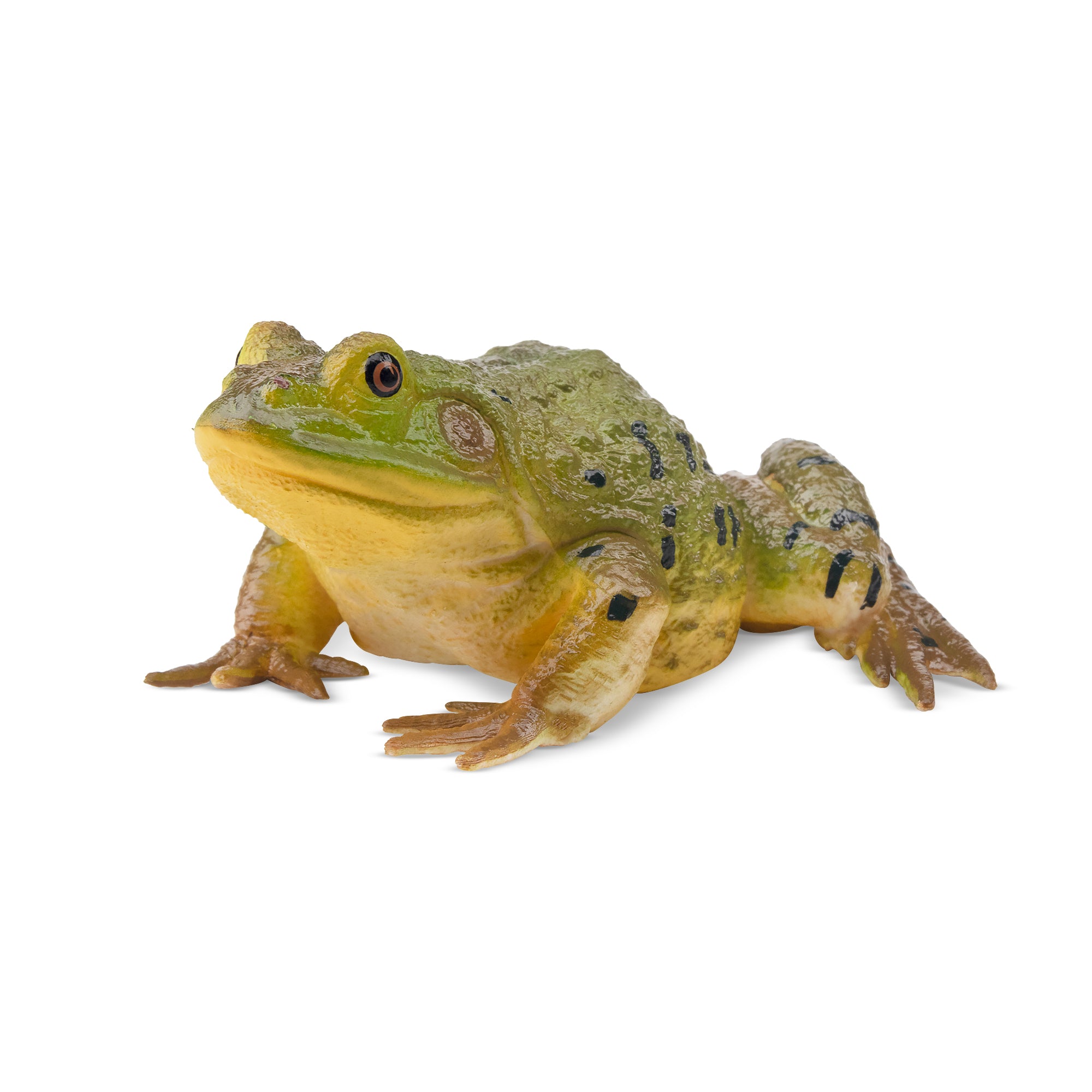 Toymany American Bullfrog | Realistic Animal Figurine Toy