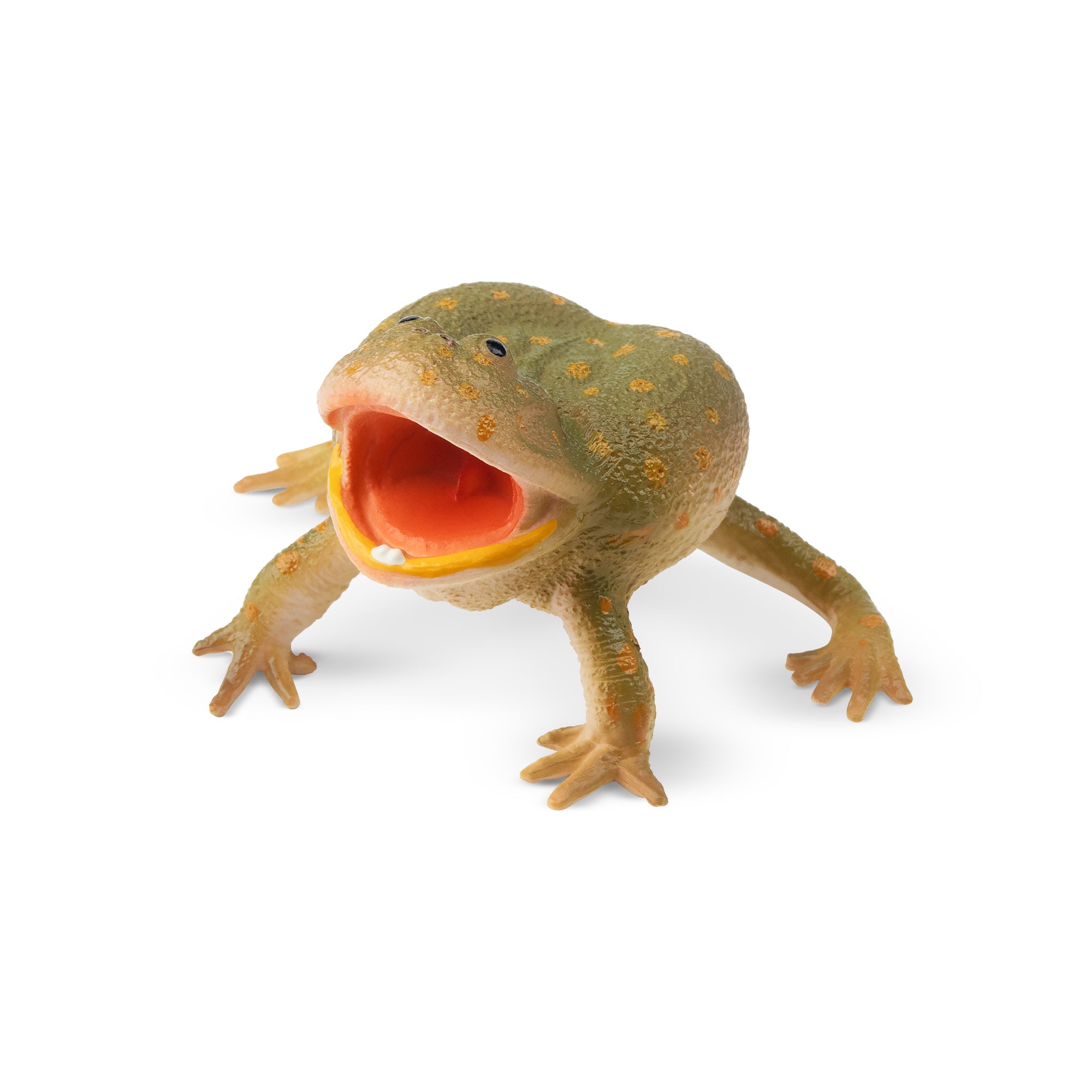 Toymany Budgett's Frog | Realistic Animal Figurine Toy