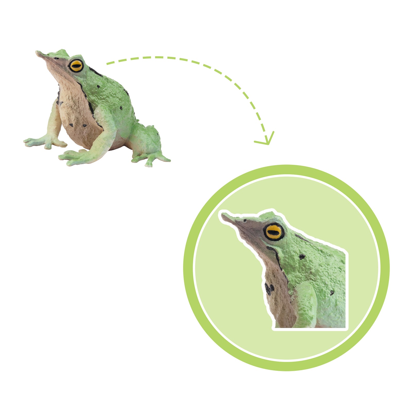 Toymany Darwin's Frog | Realistic Animal Figurine Toy