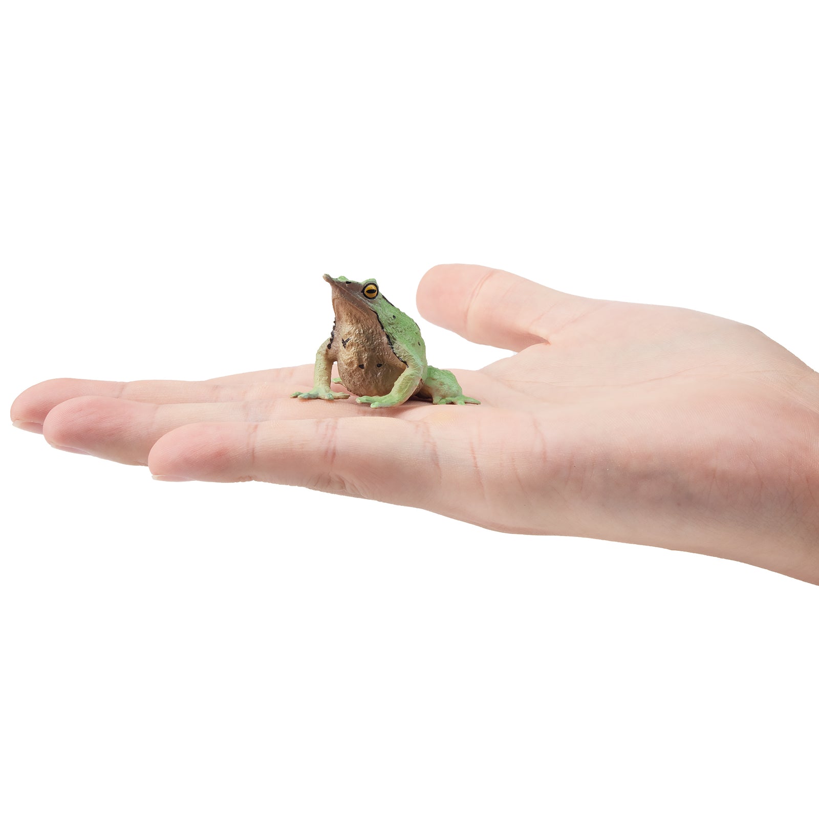 Toymany Darwin's Frog | Realistic Animal Figurine Toy