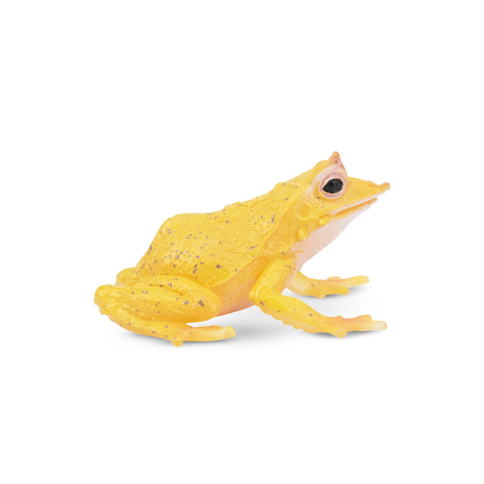 Toymany Solomon Island Leaf Frog Figurine | Realistic Animal Figurine
