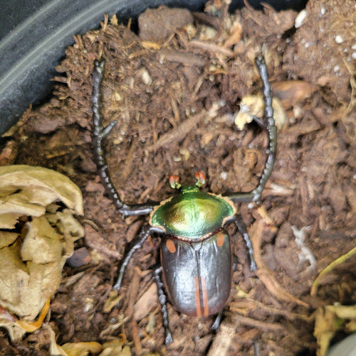Toymany Janson’s Long-armed Scarab Beetle | Realistic Animal Figurine Toy